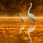 Noosa: Afternoon Cruise through the Noosa Everglades - Practical Details and Value