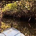 Noosa Heads: Hidden Waterways Wildlife Kayak (Self-Guided) - An In-Depth Look at the Experience