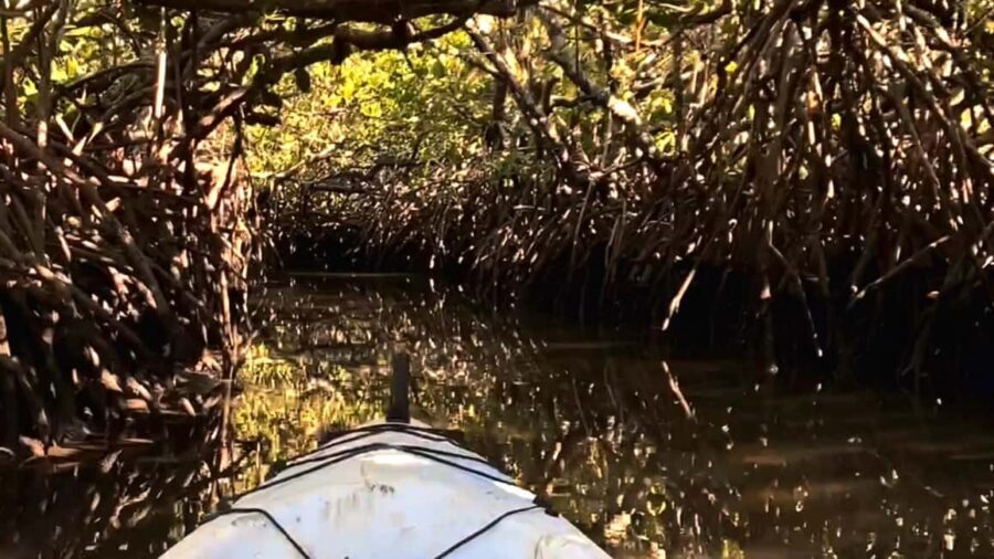 Noosa Heads: Hidden Waterways Wildlife Kayak (Self-Guided) - An In-Depth Look at the Experience