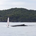 Noosa: Humpback Whale Watching Tour - Whats Included and What You Should Know