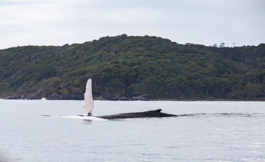 Noosa: Humpback Whale Watching Tour - Whats Included and What You Should Know