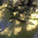 Noosa: Rainbow Beach Tour via Noosa Hinterland and Cooloola - An In-Depth Look at the Tour Experience