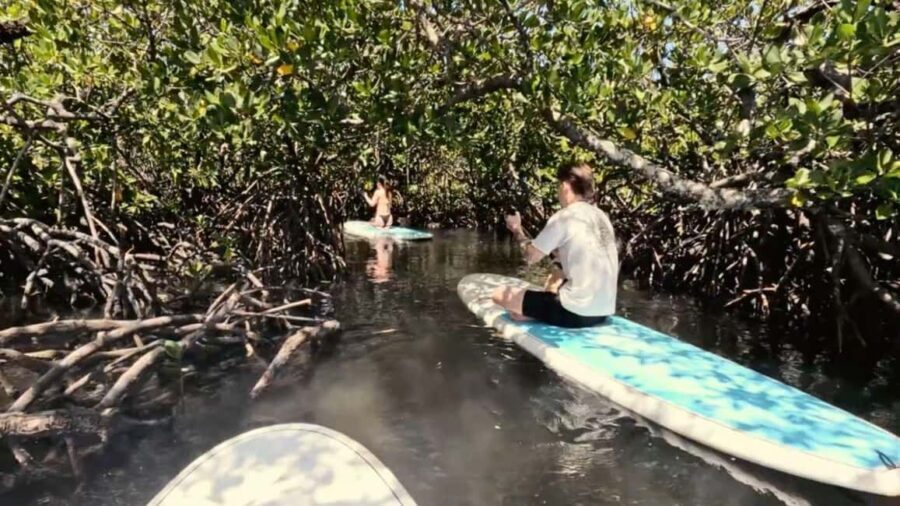 Noosa Stand Up Paddle & Mangrove Tunnel Tour (Fully Guided) - Is It Worth the Price?