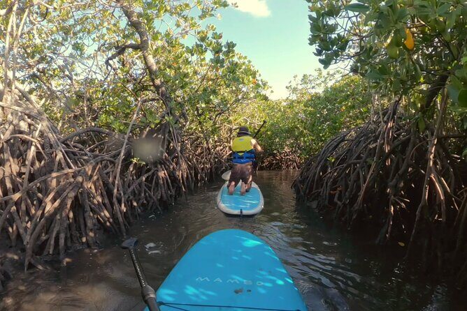 Noosa Stand Up Paddle & Mangrove Tunnel Tour - What the Reviews Say