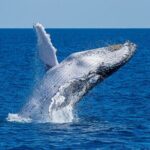 Noosa Whale Watching Adventure Cruise - Whats Included and Whats Not