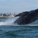 Noosa Whale Watching Cruise  Humpback Whale Adventure - The Sum Up