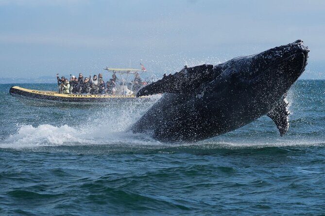 Noosa Whale Watching Cruise  Humpback Whale Adventure - The Sum Up