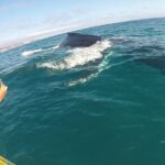 Noosa Whale Watching On Ocean Kayaks & Beach 4X4 Tour - The Value of the Experience