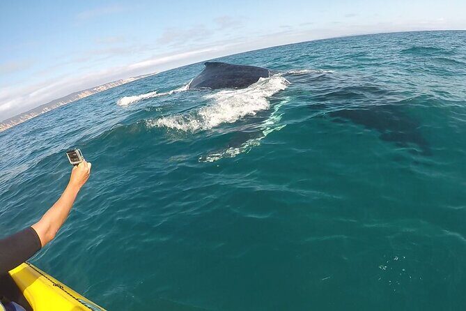 Noosa Whale Watching On Ocean Kayaks & Beach 4X4 Tour - The Value of the Experience
