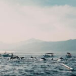 North Bali: Dolphins, Munduk Waterfall, and Twin Lakes Tour - The Practical Side: Cost, Duration, and Tips