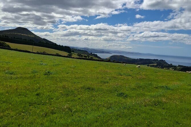 North Otago 7 Hours Scenic & Wildlife Tour - Transportation & Group Size