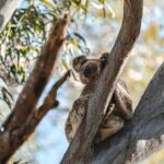 North Stradbroke Island Day Tour from Brisbane  Small Group - Key Points