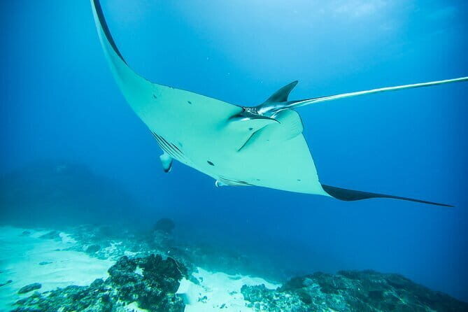 Nusa Penida Private Diving Tour by Speedboat - In-Depth Look: The Experience’s Highlights and Practicalities