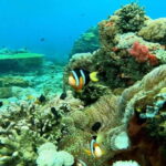 Nusa Penida: Snorkeling 3 Spots with Manta Ray and West Tour - Who Will Love This Tour?