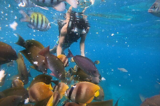 Nusa Penida Tour and Private Snorkelling at Manta, Gamat, Wall - Practical Considerations and What Travelers Say