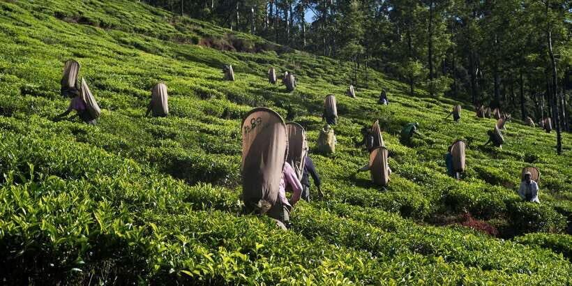 Nuwara Eliya: All-Inclusive Private Sightseeing Day Tour - Breakdown of the Itinerary