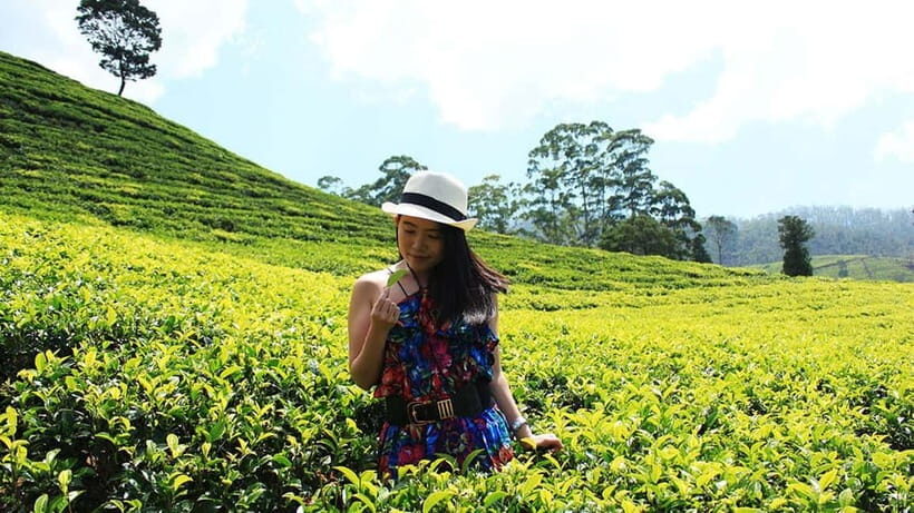 Nuwara Eliya to Kandy: Transfer with Waterfall & Tea Tour - Detailed Breakdown of the Itinerary