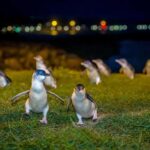 Oamaru: Penguins Evening Viewing Ticket - The Experience: What You Can Expect