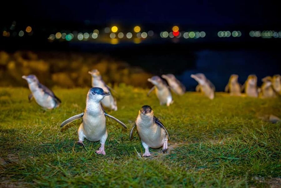 Oamaru: Penguins Evening Viewing Ticket - The Experience: What You Can Expect