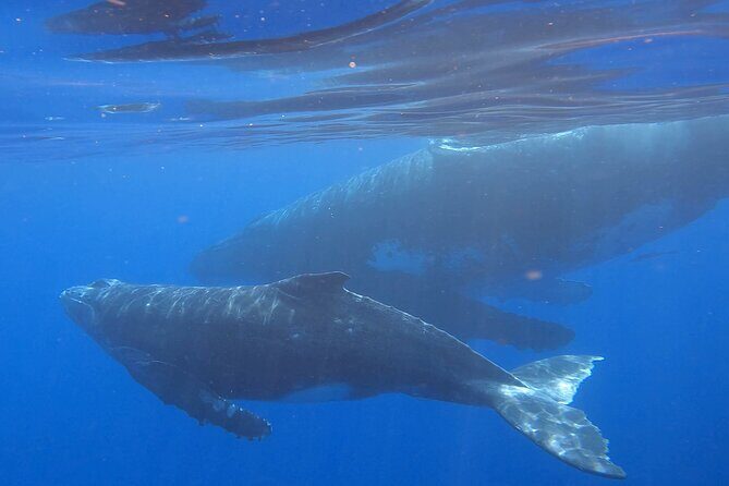 Observe and Swim with Whales in Tahiti - Frequently Asked Questions