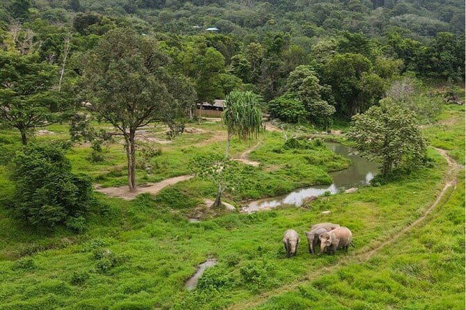 Observing Elephant Nature (NO RIDING NO BATHING) - Who Will Enjoy This Tour?