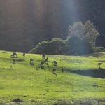 Ocean Road Private Tour from Melbourne - What to Expect from the Experience