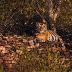 Official Panna National Park Sharing Tiger Safari - The Safari Itinerary: What to Expect