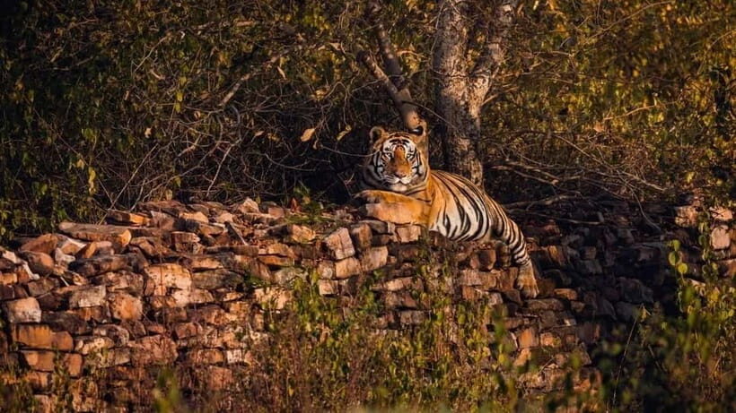 Official Panna National Park Sharing Tiger Safari - The Safari Itinerary: What to Expect