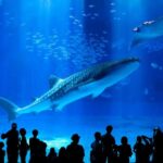 Okinawa: Bus Tour to Churaumi Aquarium with Sightseeing - The Sum Up
