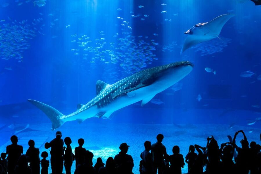 Okinawa: Bus Tour to Churaumi Aquarium with Sightseeing - The Sum Up