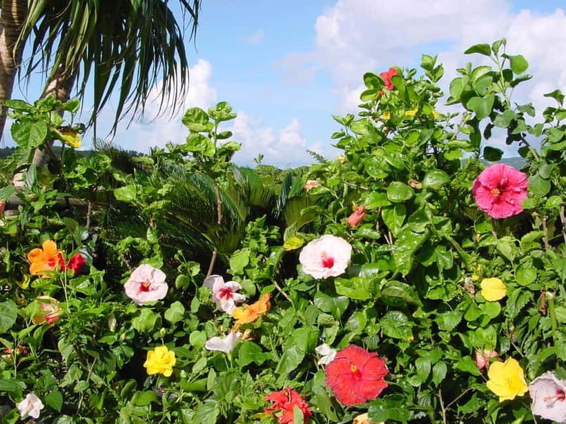 Okinawa: Fruit Land Theme Park Entry Ticket - What You Can Expect at Okinawa Fruit Land