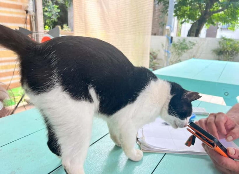 Okinawa : Let's play with cats and have lunch! at Ufuyaa - Supporting a Shelter with Every Bite