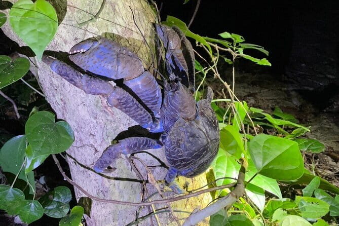 Okinawa Miyako Starry Sky Jungle Exploration Tour - Final Thoughts