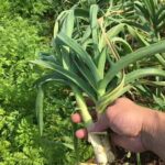 Okinawa: Traditional Cooking Class at Ufuyaa - What to Expect: A Step-by-Step Look