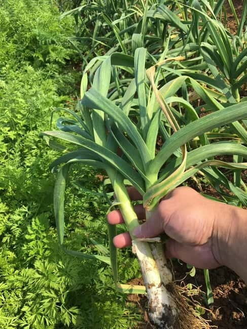 Okinawa: Traditional Cooking Class at Ufuyaa - What to Expect: A Step-by-Step Look