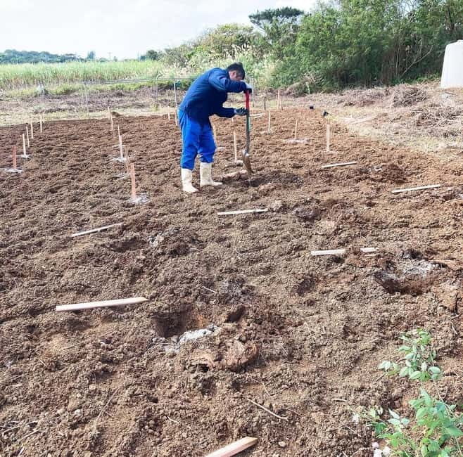 Okinawa: Traditional farming experience & cooking and a meal - Exploring the Root of Okinawan Cuisine
