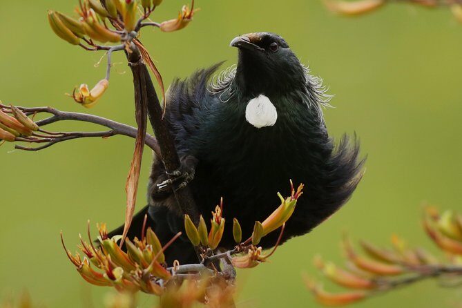 One Day Birding Adventure - Who Is This Tour Best For?