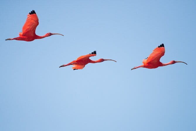 One Day Safari Tour to Bundala National Park from Colombo - Transport, Timing, and Practical Details