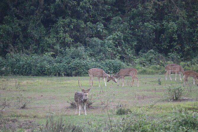 One Day Tour inside Chitwan National Park - Practical Details