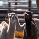 One Hump Camel Farm and Wine Tour - What Makes This Tour Value for Money?
