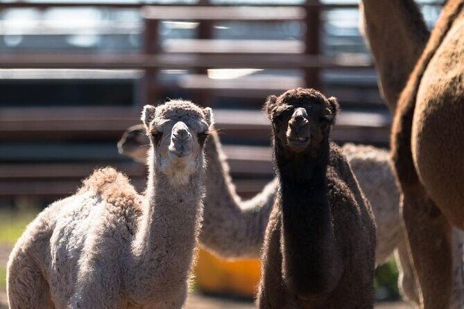 One Hump Camel Farm and Wine Tour - What Makes This Tour Value for Money?
