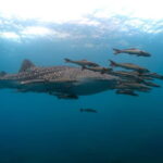 Open Water Diver in Koh Tao in 2.5 days - Authentic Perspectives: What Travelers Say