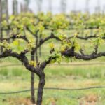 Orange: Explore with Swinging Bridge - Guided Tour & Tasting - How the Experience is Structured