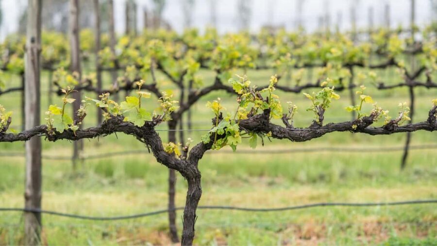 Orange: Explore with Swinging Bridge - Guided Tour & Tasting - How the Experience is Structured