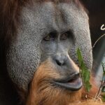 Orangutan Experience at Melbourne Zoo - excl. entry - The Value and Practicalities