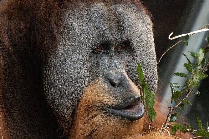 Orangutan Experience at Melbourne Zoo - excl. entry - The Value and Practicalities