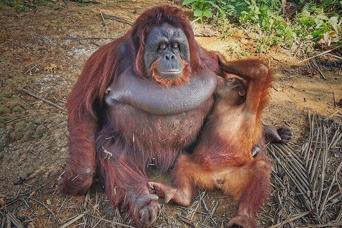 Orangutan Island & Perak Tong Cave Temple Tour from Kuala Lumpur - The Sum Up