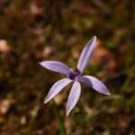 Orchids and Wildflowers Photographic Day tour from Perth - Who Should Consider This Tour?
