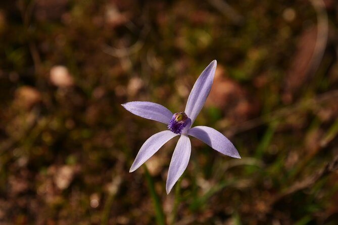 Orchids and Wildflowers Photographic Day tour from Perth - Who Should Consider This Tour?