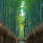 Osaka/Kyoto:Kinkakuji,Arashiyama,FushimiInariShrine,NaraPark - How the Tour Feels in Practice